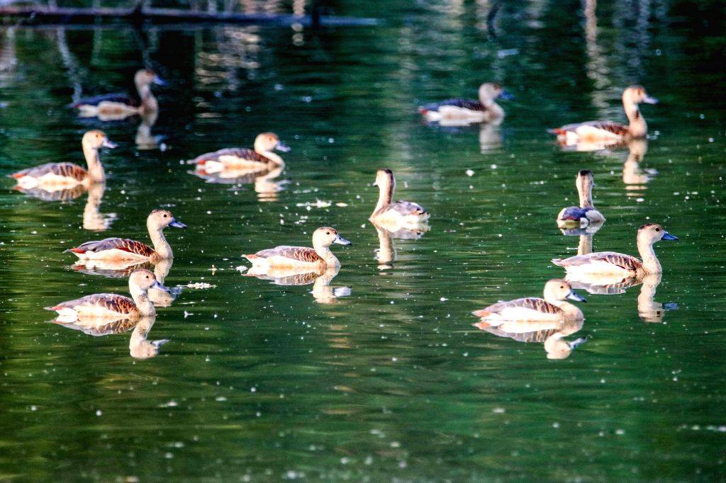 Dakshin Dinajpur: Migratory Birds in a pond