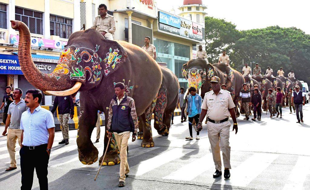 Dasara Jamboo Savari elephants stroll around the city ahead of the ...
