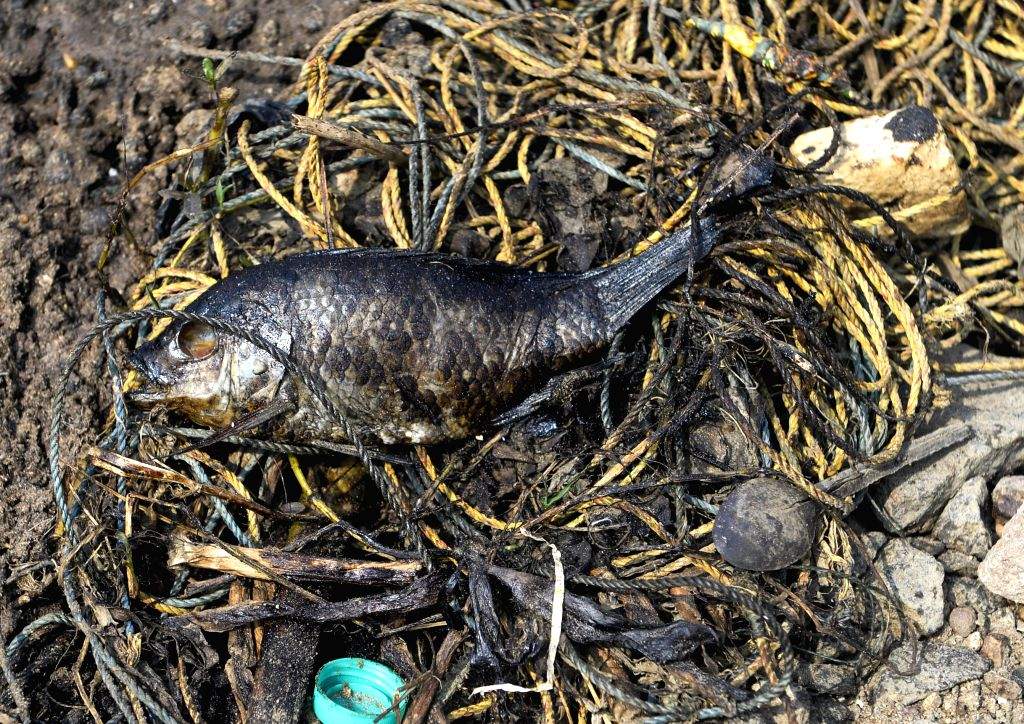 Dead fish wash ashore after an oil spill at Ennore creek