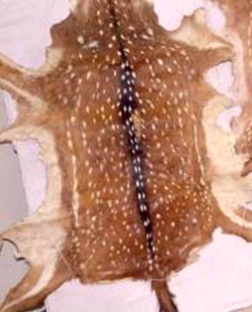 Five deer skins seized, two arrested in Odisha