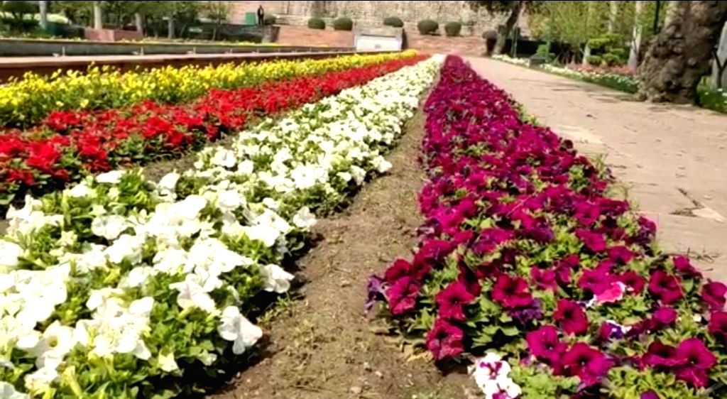 Delhi's Barakhamba blooms with Petunia