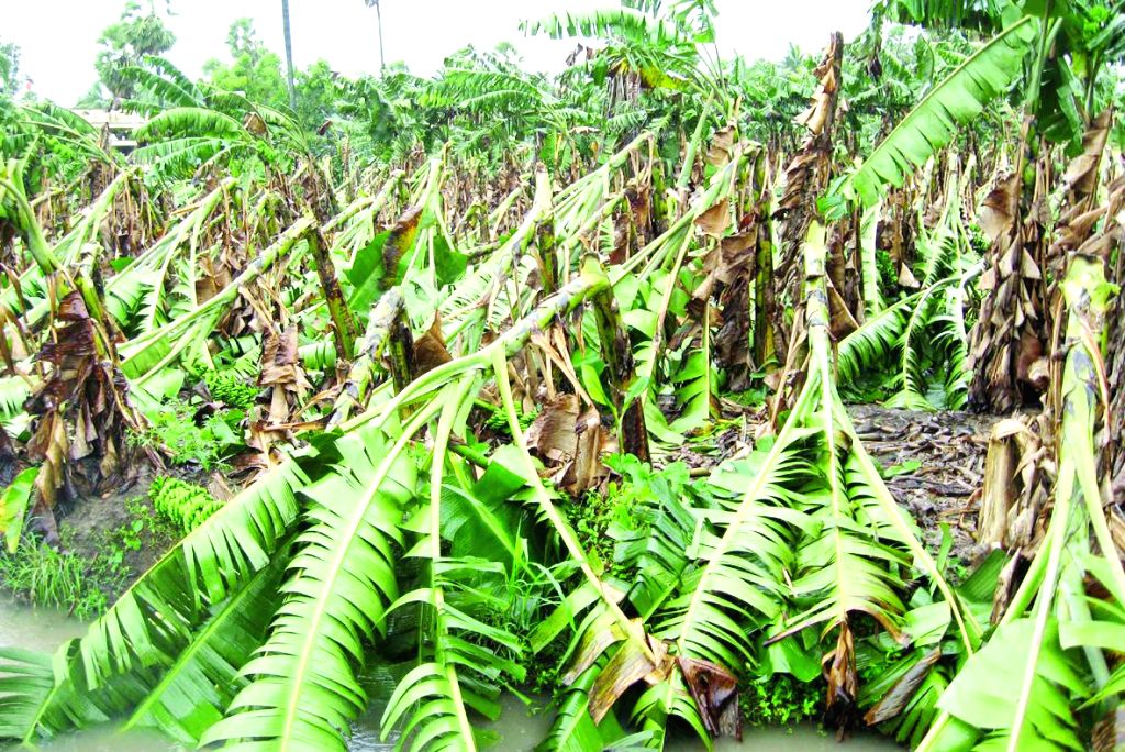 East Godavari: Crops destroyed, trees uprooted, streets water logged as ...