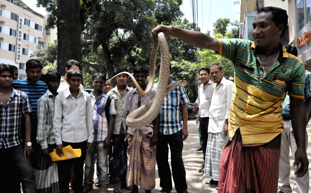 Snake charmer show