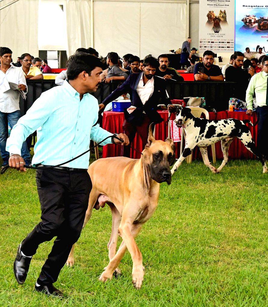 Dog owners showcase their pets during the Crown Classic Dog Show