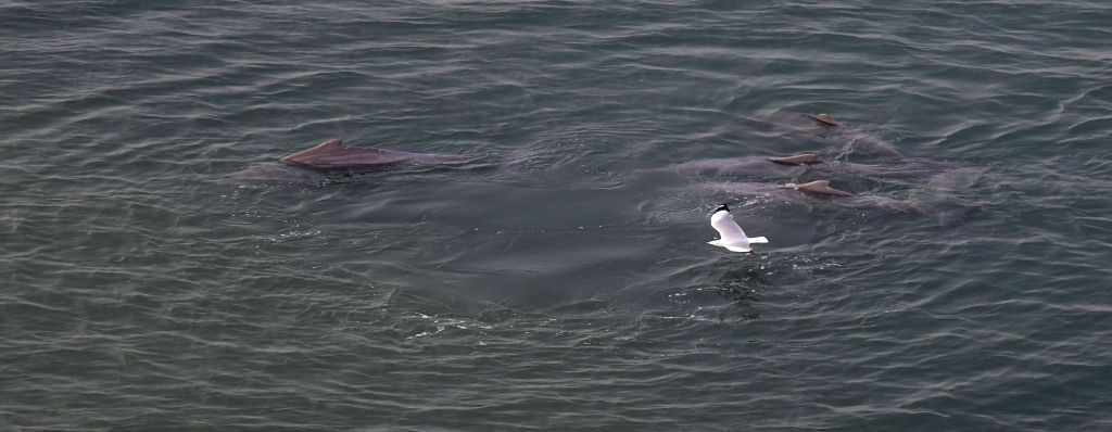 Dolphins spotted in Arabian Sea