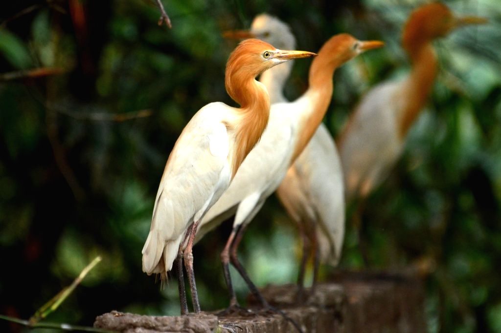 Egret birds
