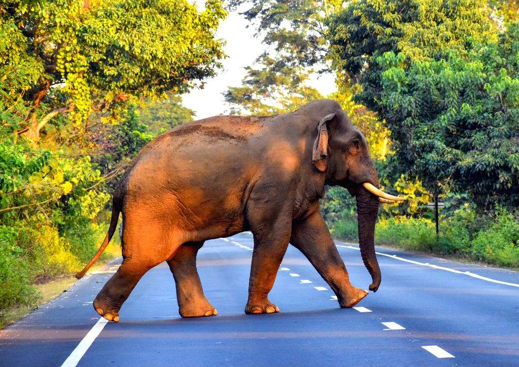 Elephant Movement Near Buxa Tiger Reserve
