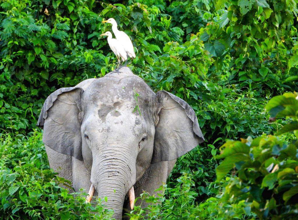 Elephant Spotted Near Boxa Tiger Project