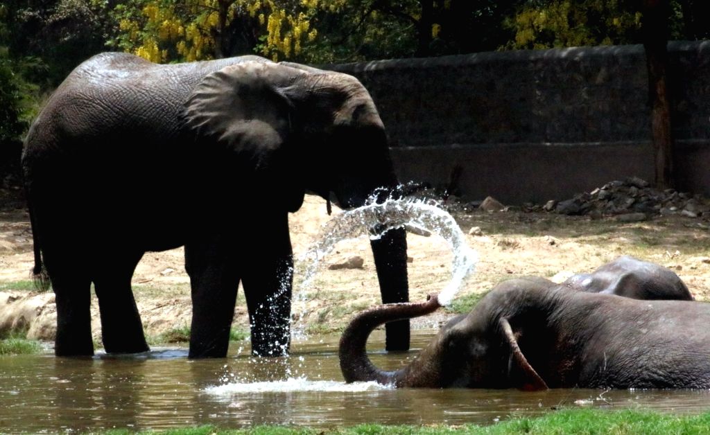 Hot Day - Elephants beta the heat at Delhi zoo