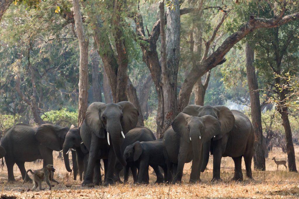 ZIMBABWE-MASVINGO-GONAREZHOU NATIONAL PARK-ELEPHANTS