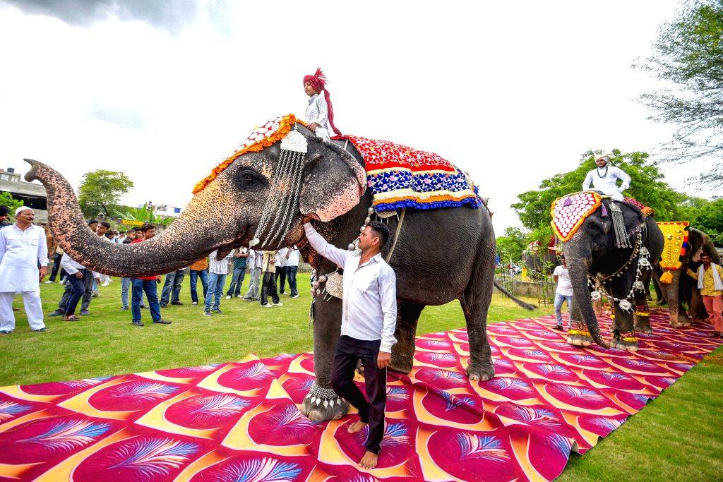 Elephants Take Ramp Walk at Hathi Gaon