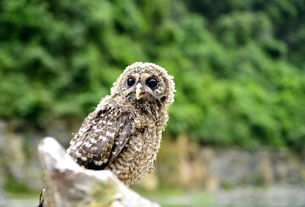 CHINA-HUBEI-BABY OWL