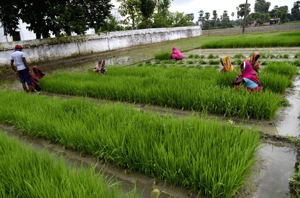 Area under kharif crops reaches over 580 lakh Ha as on July 10