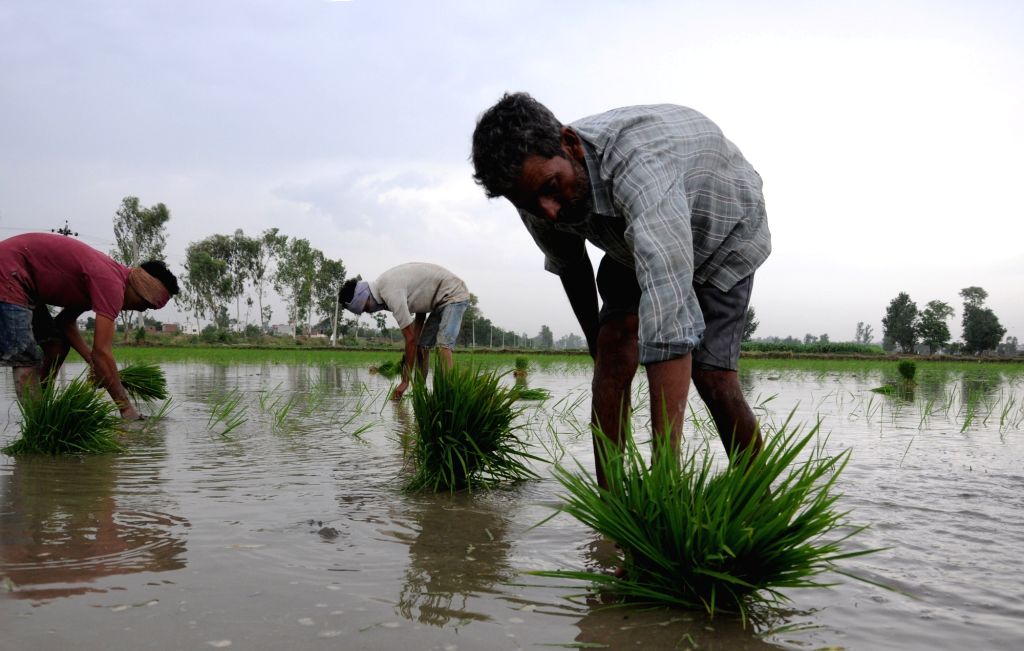 Paddy cultivation