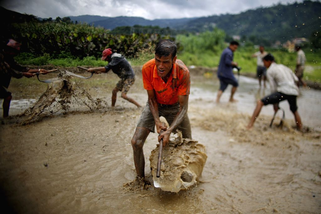 NEPAL-KATHMANDU-NATIONAL PADDY DAY