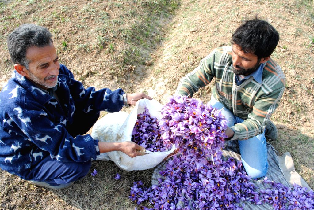 Farmers pluck saffron flowers