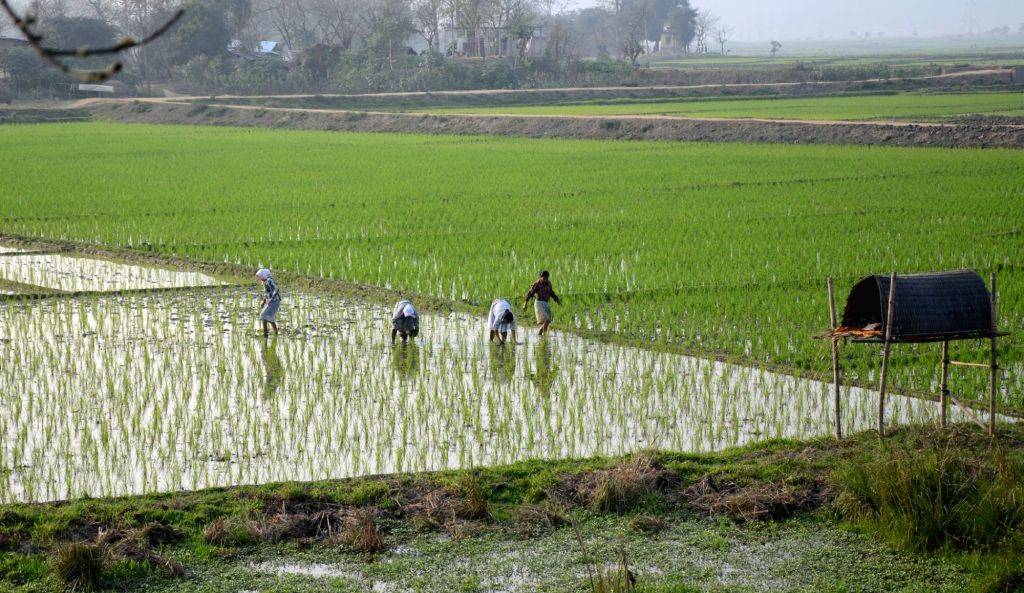 Paddy fields