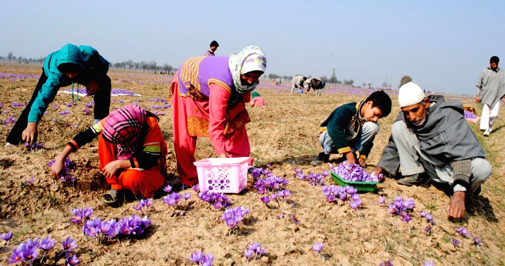 Farmers pluck saffron flowers
