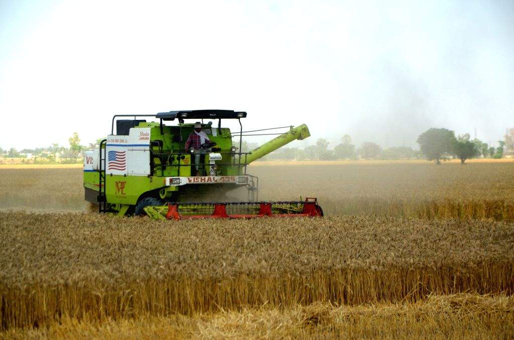 Farmers use a combine harvester to harvest wheat crop