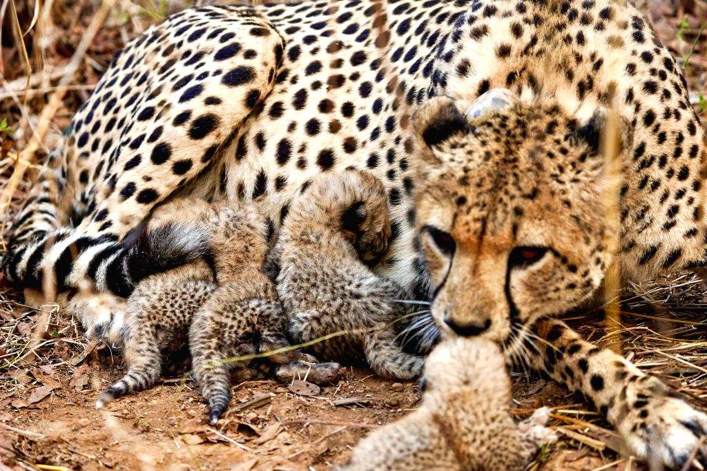 Female cheetah Gamini gives birth to four cubs