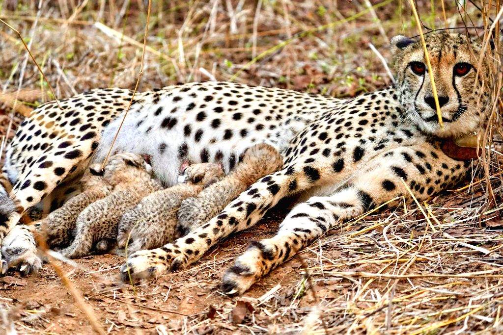Female cheetah Gamini gives birth to four cubs