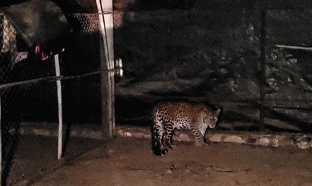 Female leopard rescued from Maharashtra village