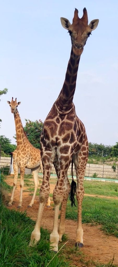 First giraffe in Bengaluru Zoo adopted by ex-IAF officer