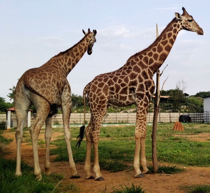 First giraffe in Bengaluru Zoo adopted by ex-IAF officer