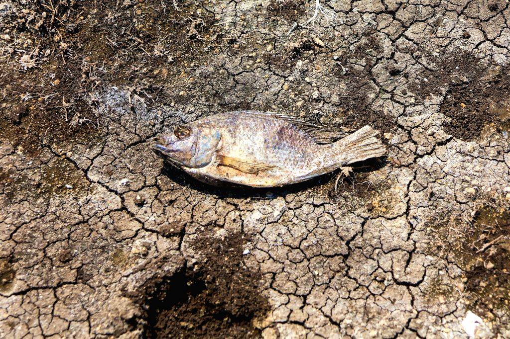 Fish die as water level drops in Bilawali pond