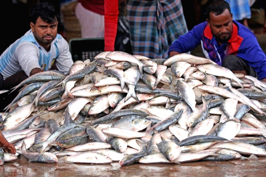 Fish production reaches all-time high, shows data