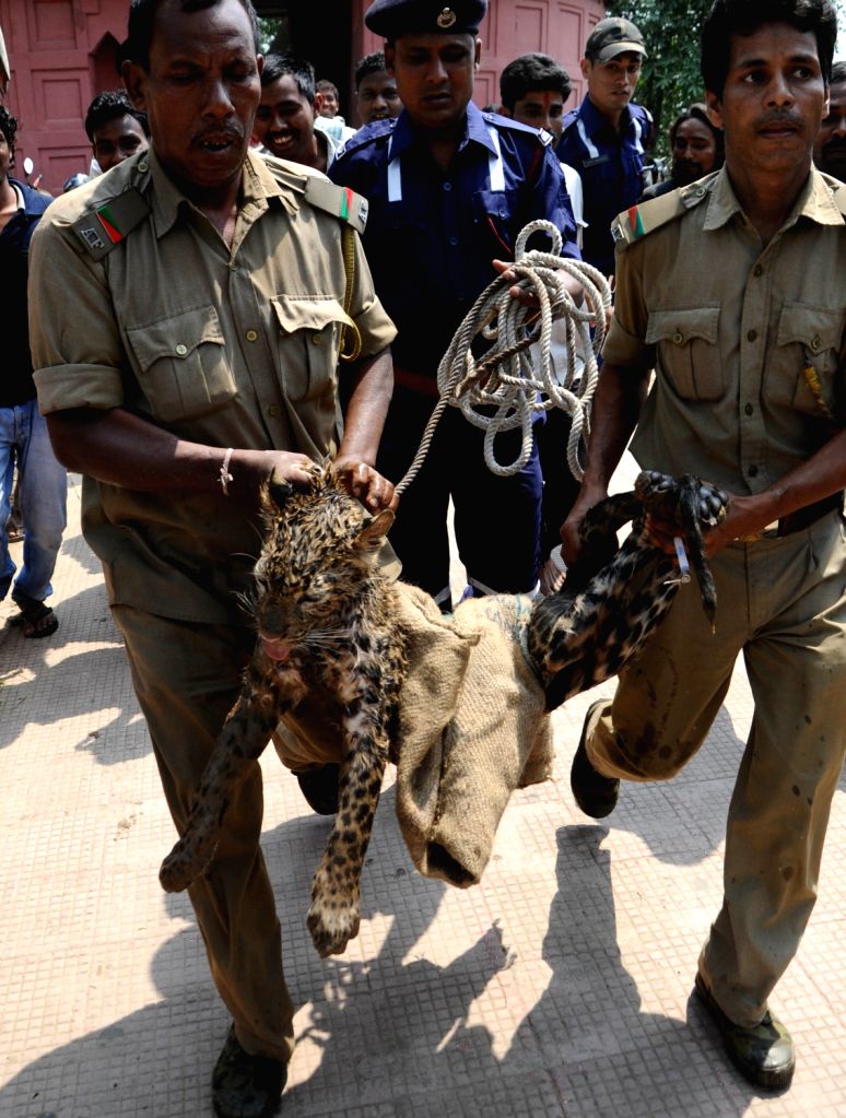 Leopard tranquillized at Kamakhya temple