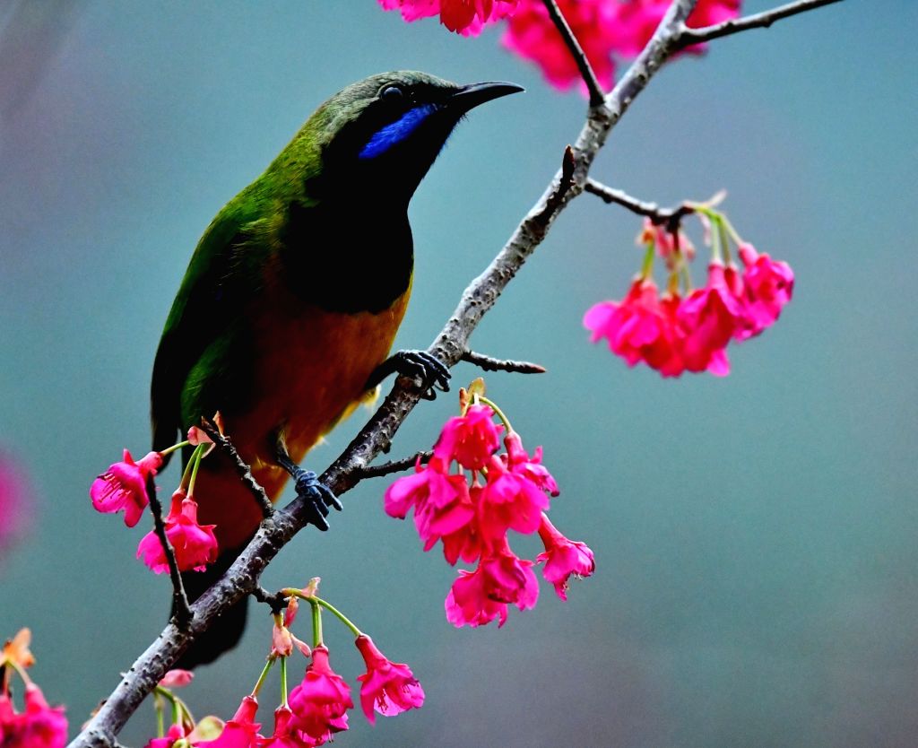 CHINA-FUZHOU-BIRDS-FLOWER