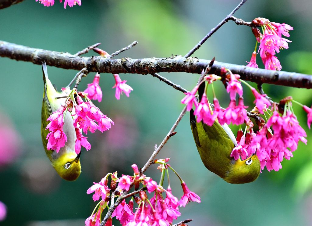 CHINA-FUZHOU-BIRD