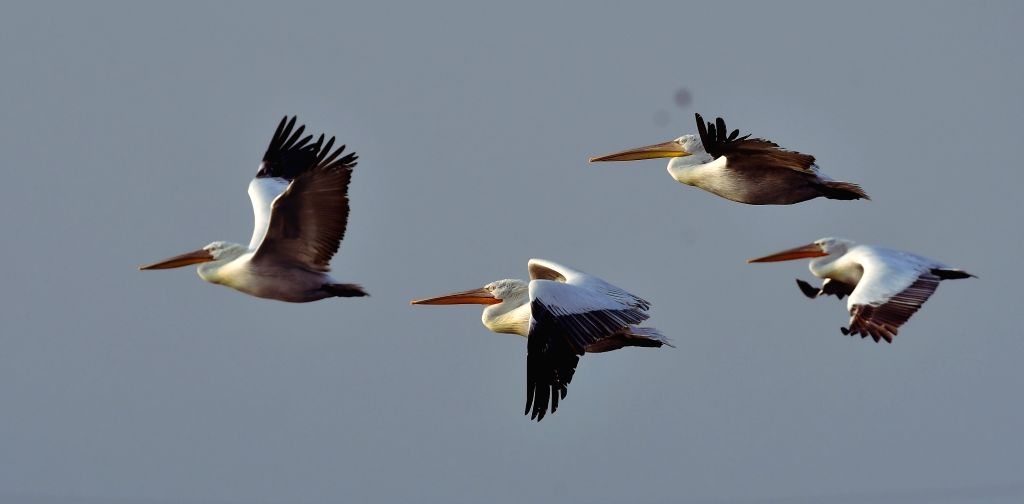 CHINA-FUJIAN-PELICANS-WINTER
