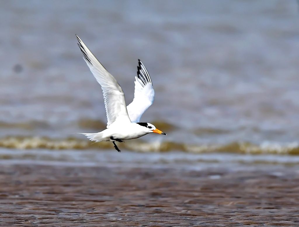 CHINA-FUJIAN-CHINESE CRESTED TERN