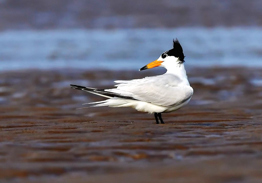 CHINA-FUJIAN-CHINESE CRESTED TERN