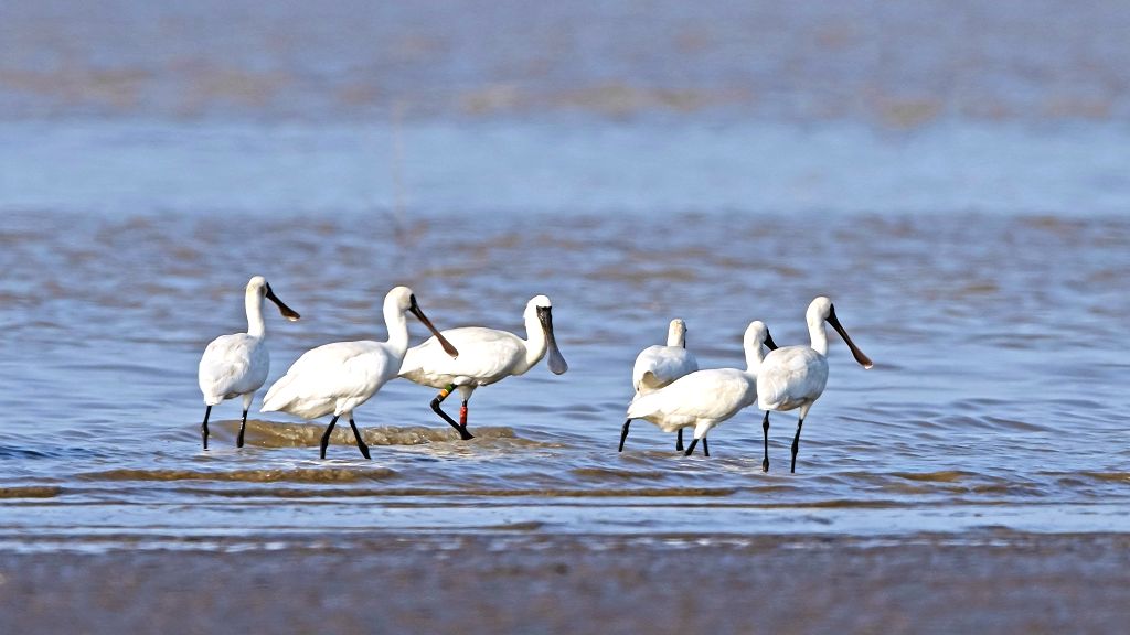 CHINA-FUJIAN-FUZHOU-MINJIANGKOU WETLAND-BIRDS