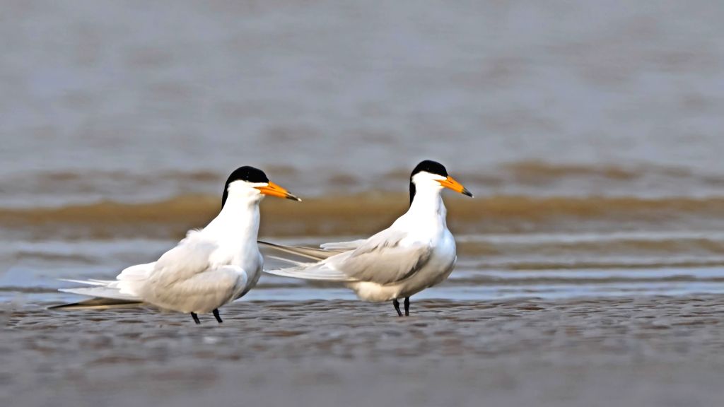 CHINA-FUJIAN-FUZHOU-MINJIANGKOU WETLAND-BIRDS