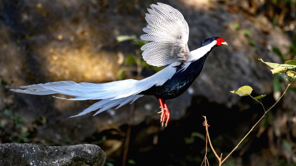 CHINA-FUJIAN-WINTER-BIRDS