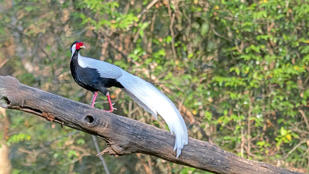 CHINA-FUJIAN-WINTER-BIRDS