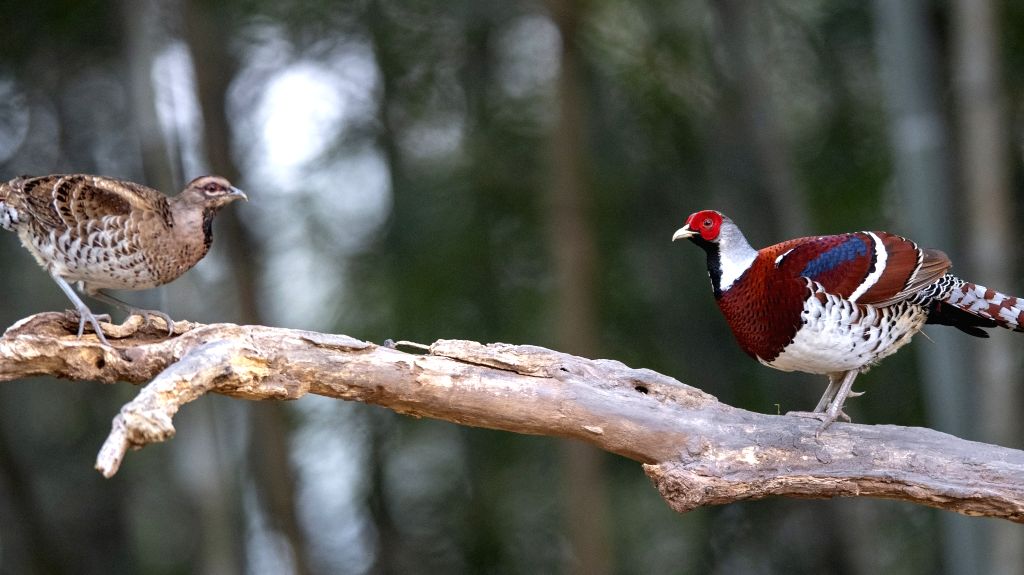 CHINA-FUJIAN-WINTER-BIRDS