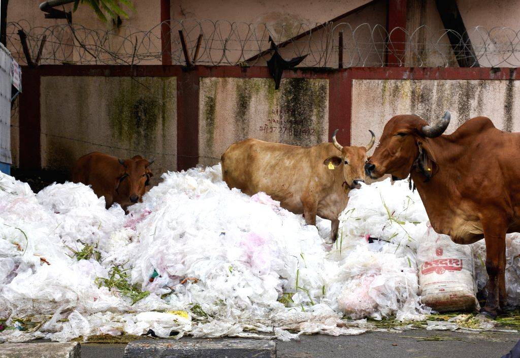 Garbage Piles in Surat