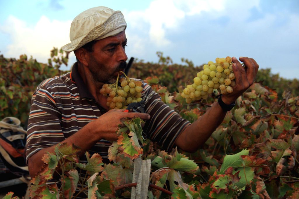 Grape harvest