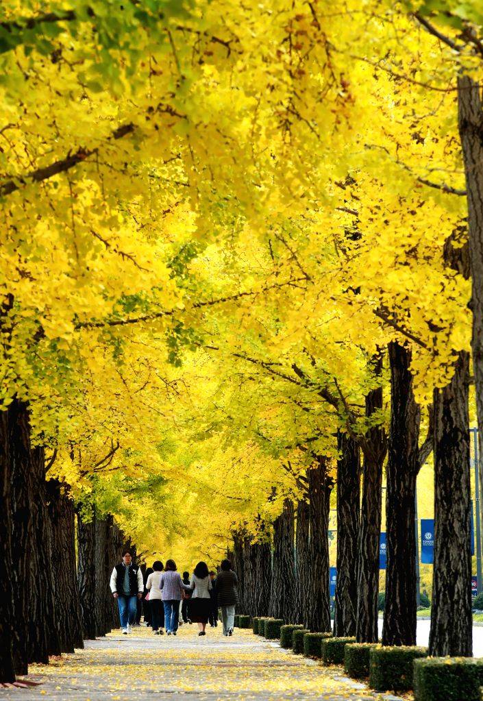 Ginkgo trees in autumn colors
