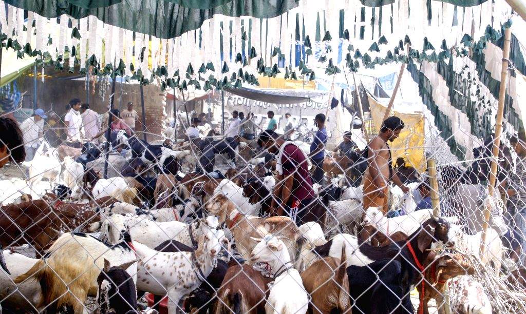 Goats are kept for sale at a livestock market ahead of Eid al-Adha in ...