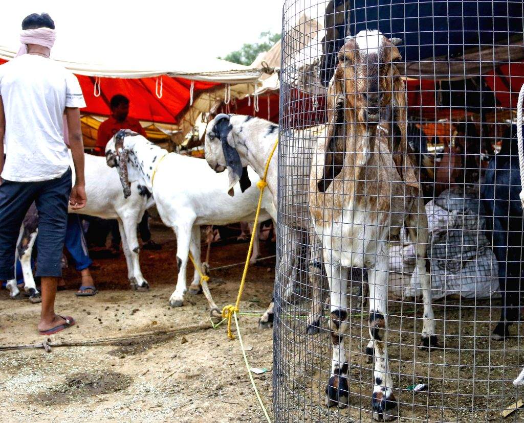 Goats at livestock market ahead of Eid al-Adha