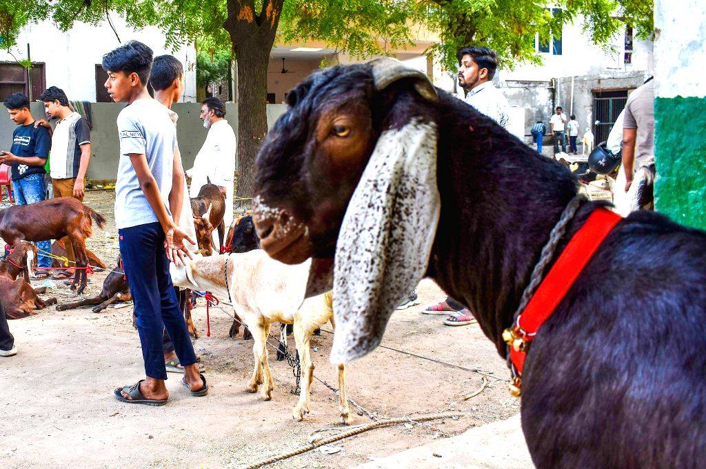Goats Sold Ahead of Eid al-Adha
