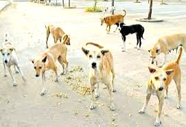 Free photo : Growth of street dog population poses an urban management ...