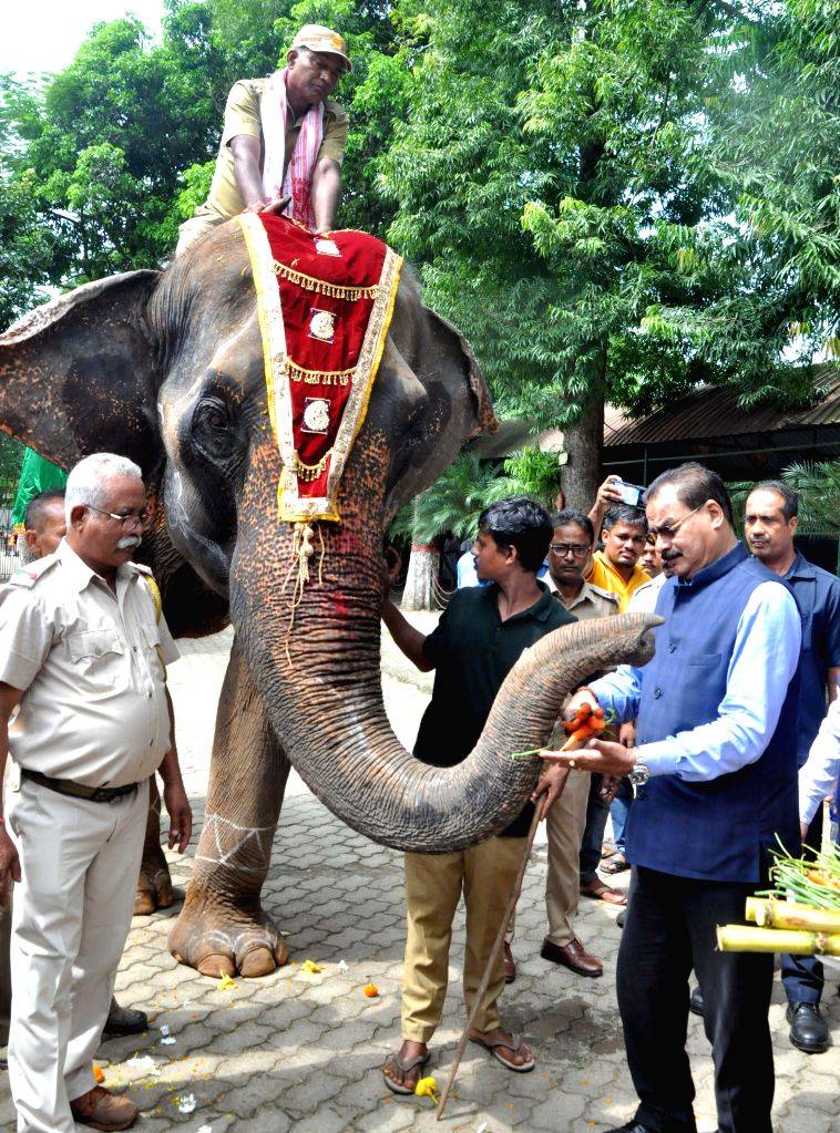 Assam Forest Minister Chandra Mohan Patowary feeds an elephant