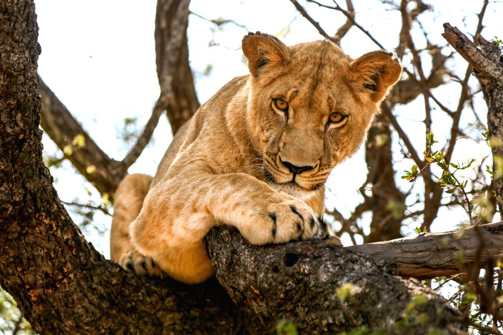 Gweru (Zimbabwe): Antelope Park